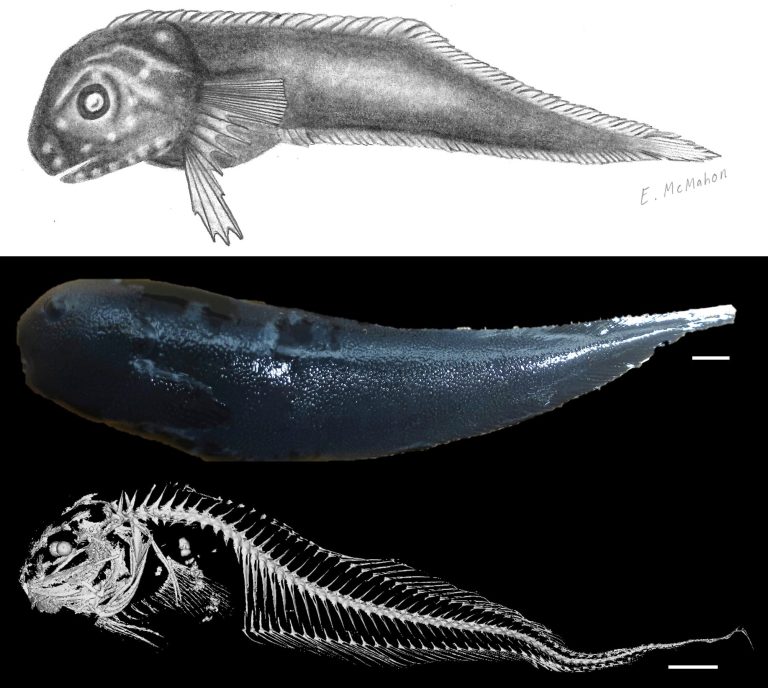 Introducing three new species of abyssal snailfishes! – Gerringer Lab