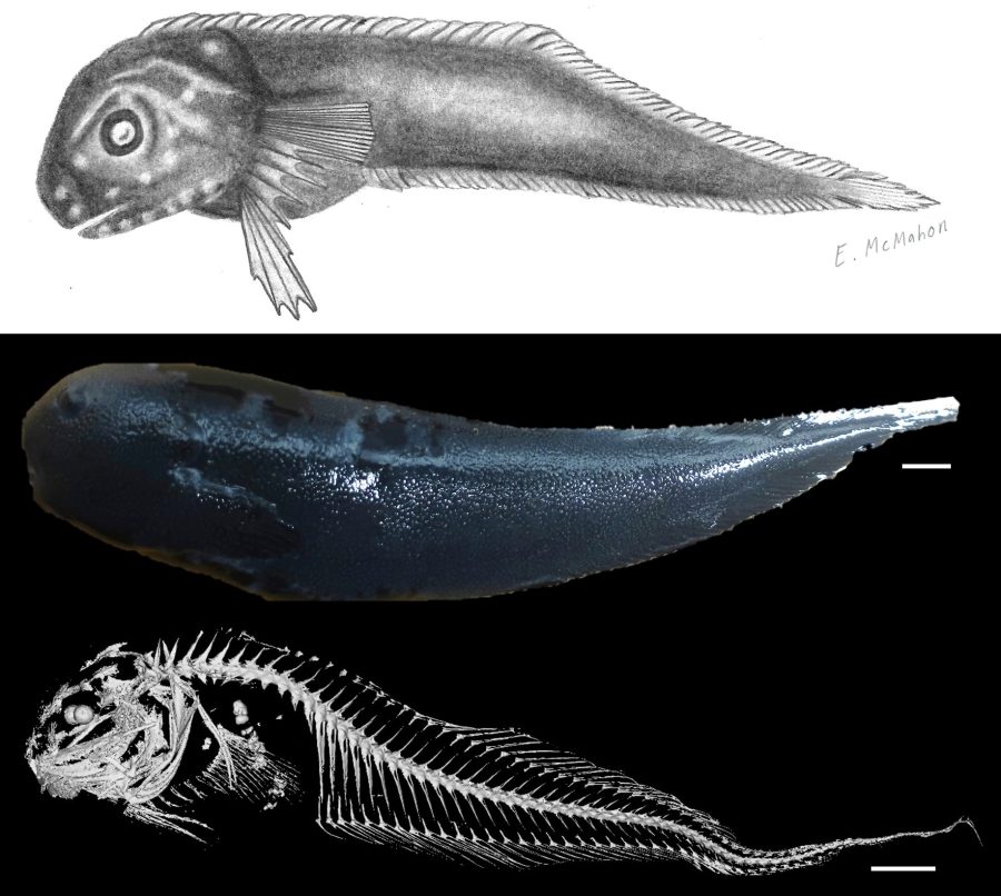 Introducing three new species of abyssal snailfishes! – Gerringer Lab