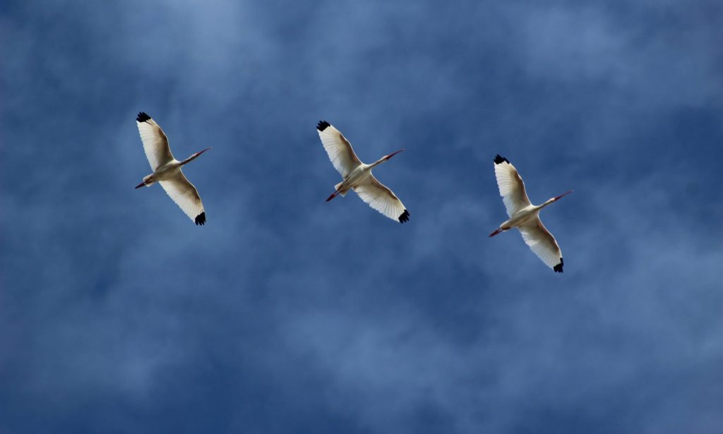 Thermoregulation 1 – Integrating Biology & Inquiry Skills