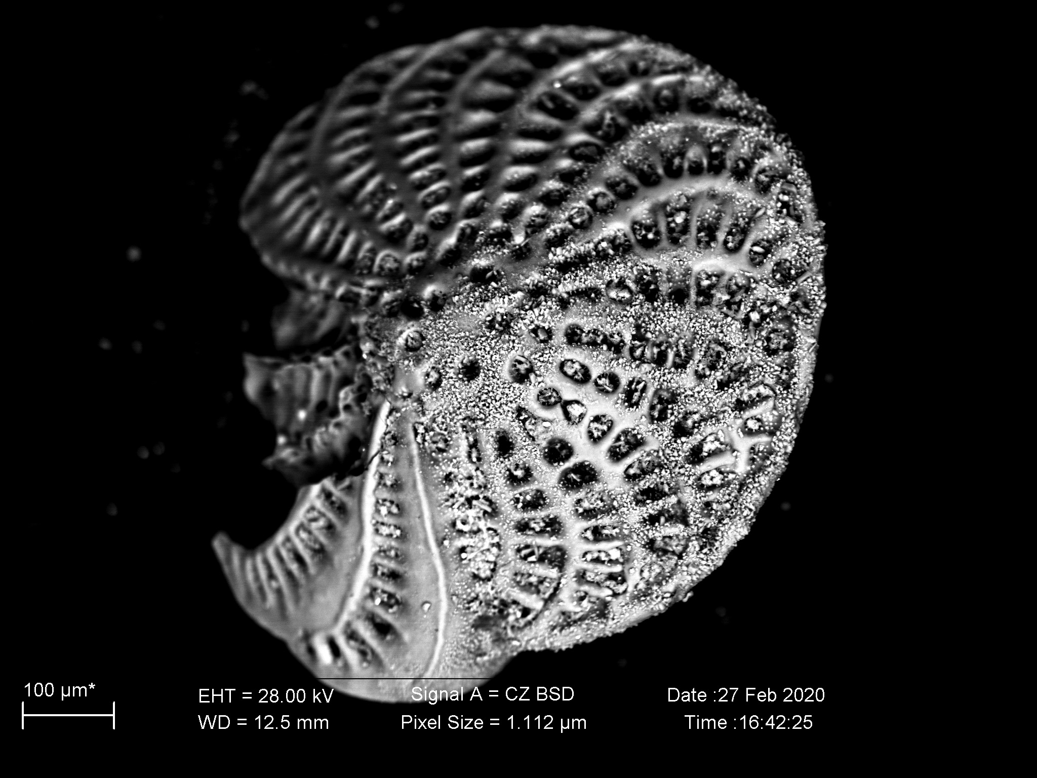 Paleobiology – wittmer-malinowski-paleobiology